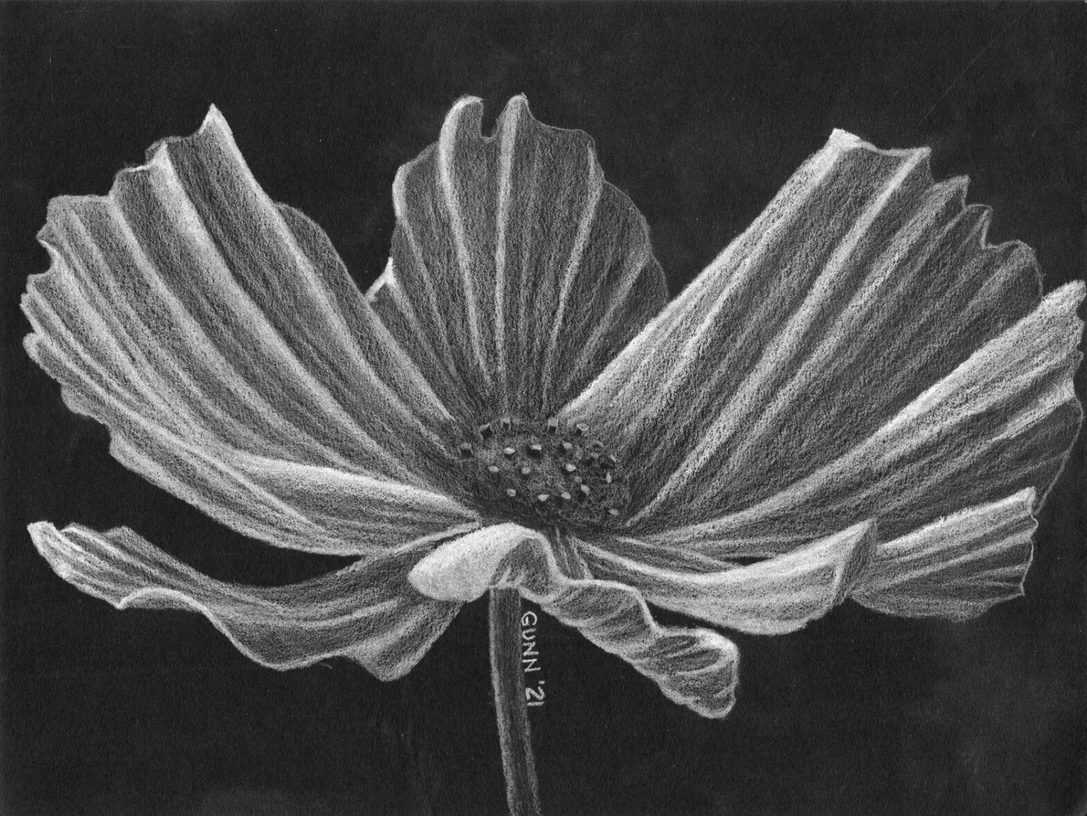 White on Black: White Cosmos flower drawing - KM Gunn Art