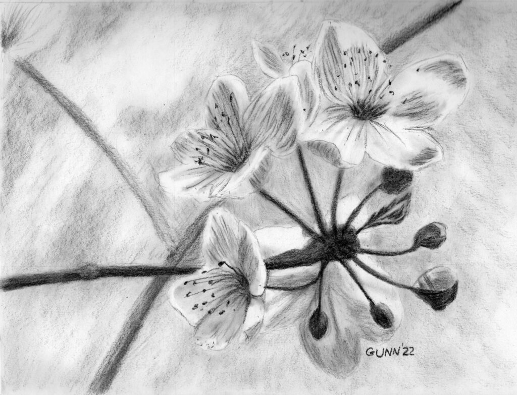 Cherry Blossoms of Spring - KM Gunn Art